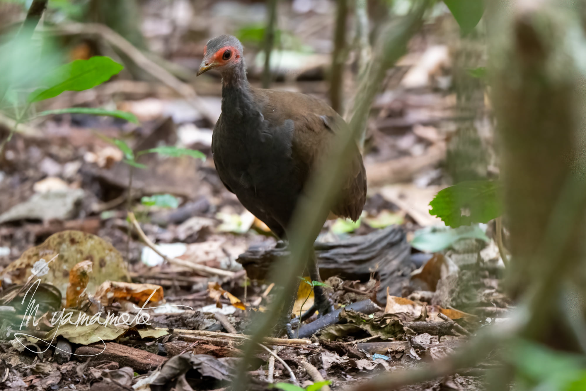 Biologist's efforts to save Tonga's Malau bird 30 years ago detailed in ...