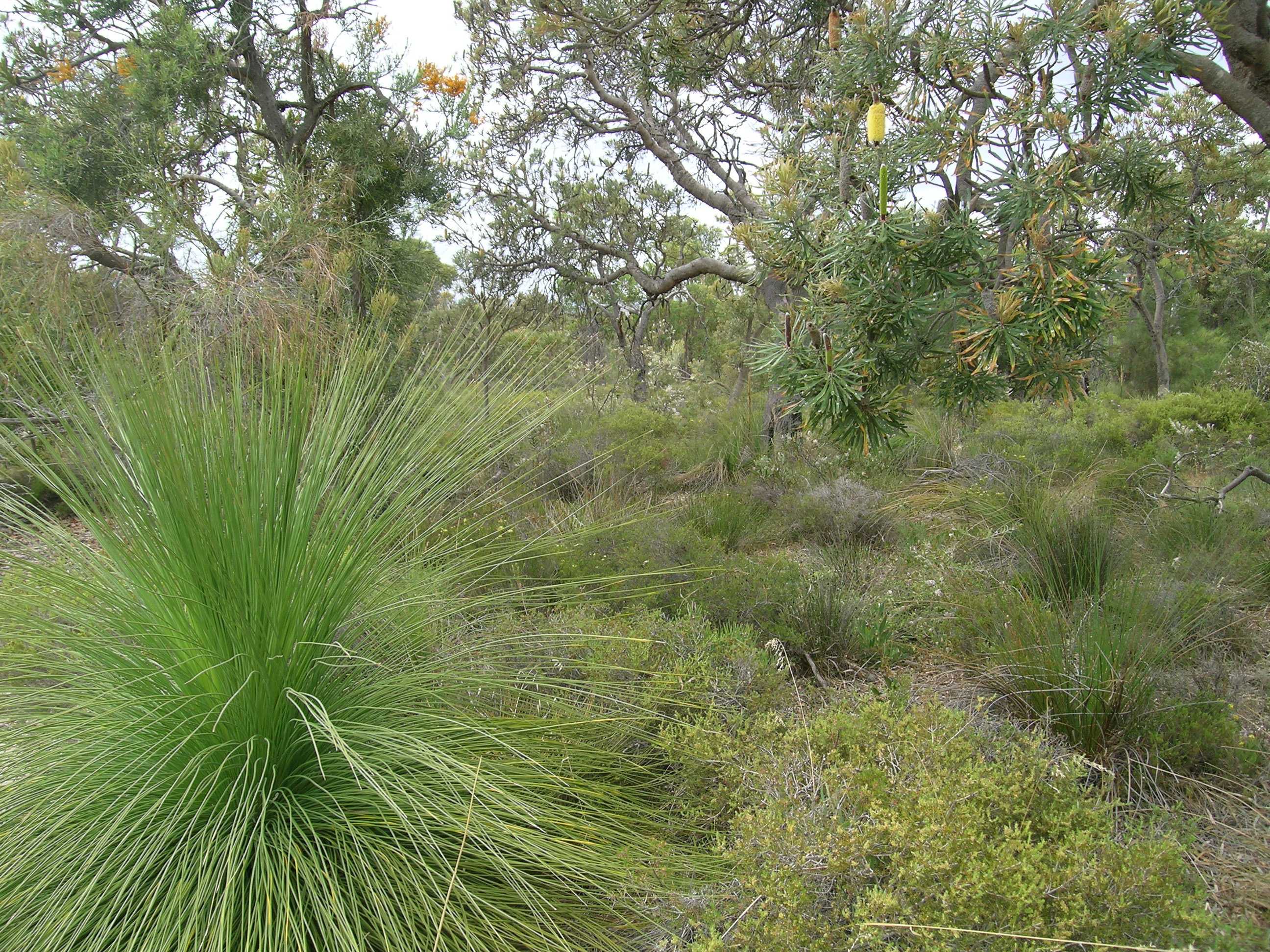 Save leftover Banksia woodland from clearing, Conservation Council of ...