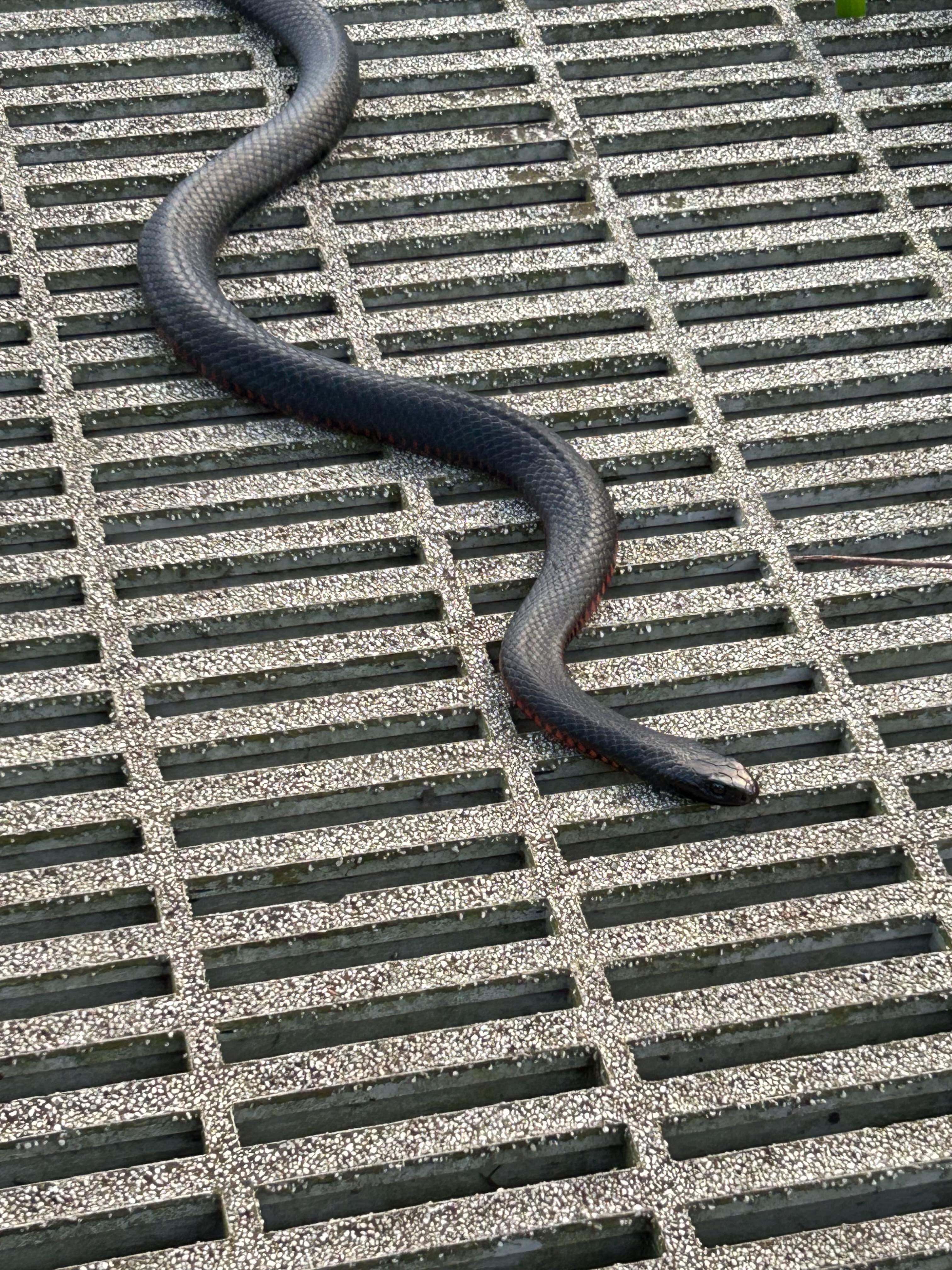 Sydney snake catchers inundated with calls as safe release sites get ...
