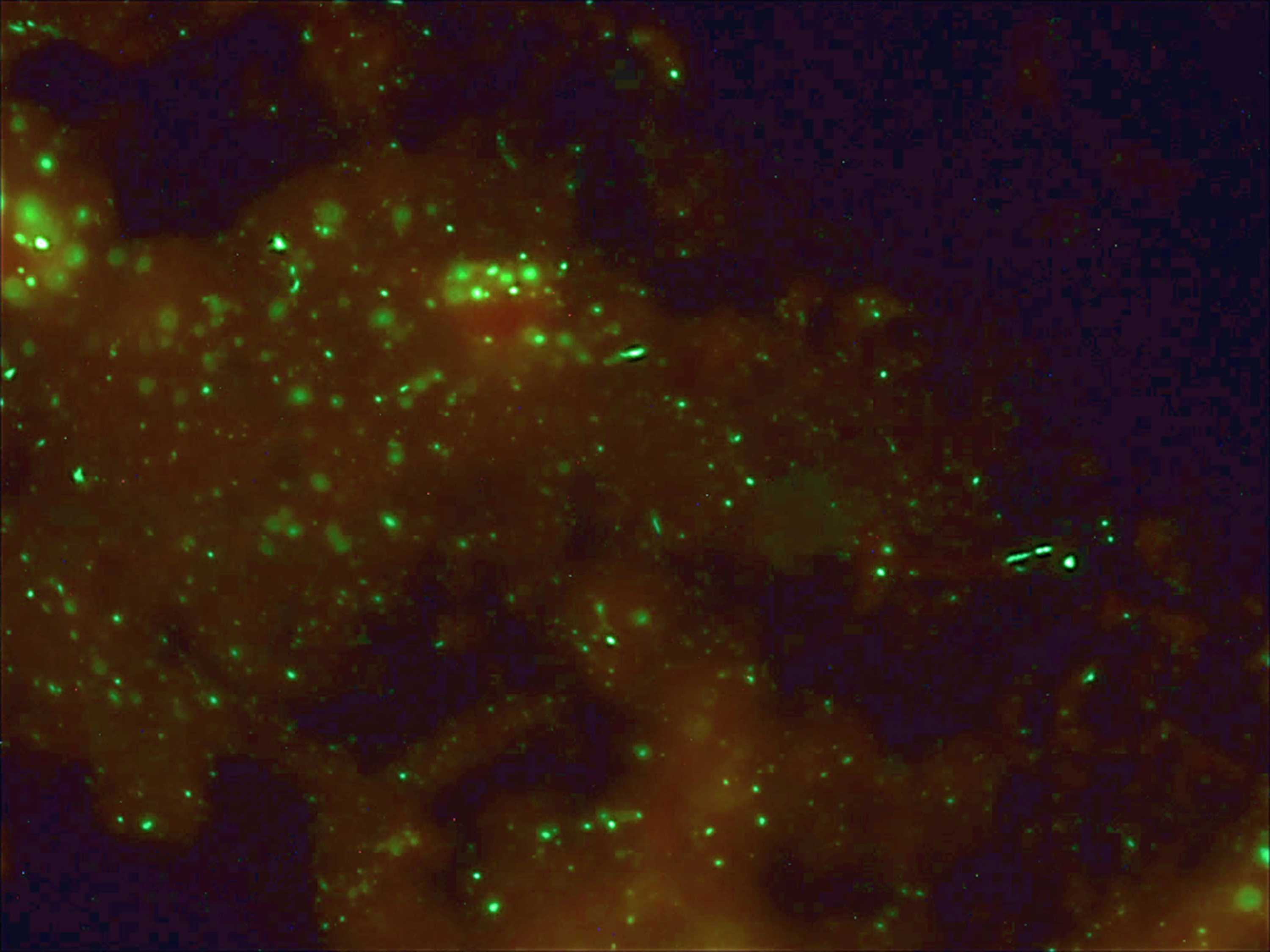 Queensland vet discovers risk of lyssavirus in domestic animals - ABC News