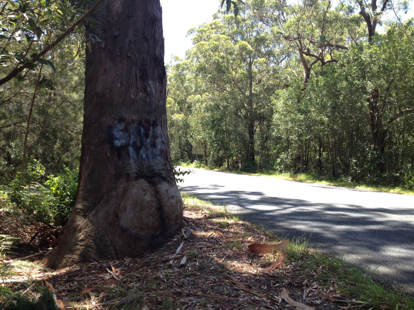 Unusual Shoalhaven 'bum tree' set for culling - ABC News