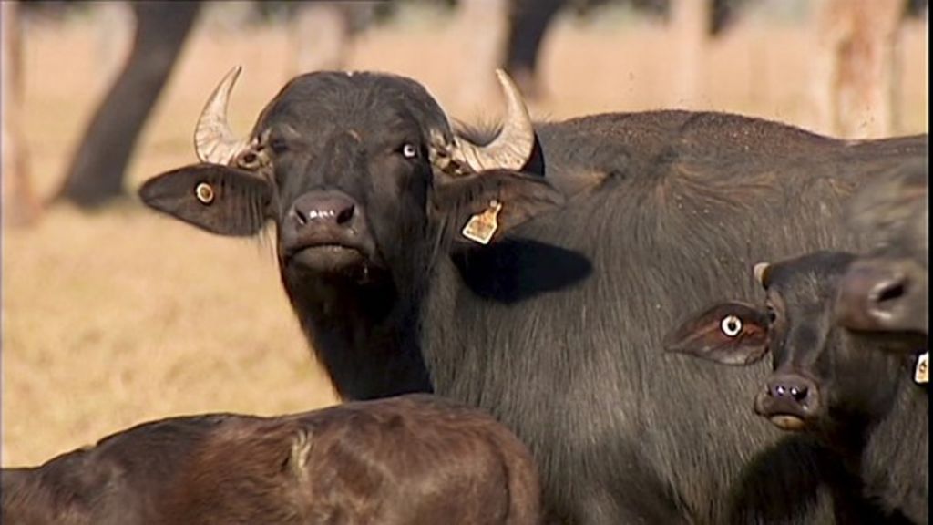 Buffalo Boom: A cheap and plentiful protein alternative - ABC News