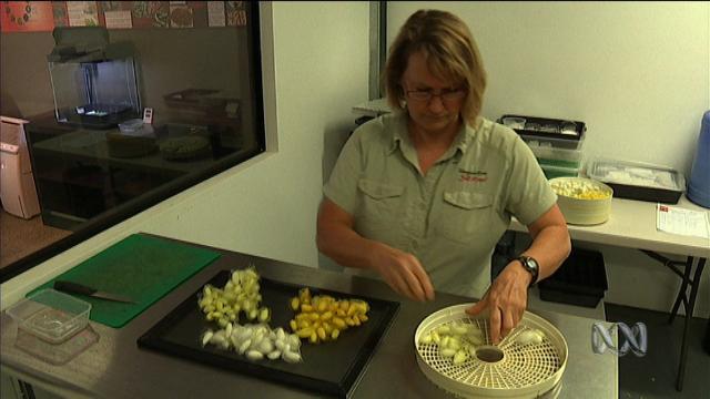 Landline: Cocoon: silk connections - ABC Education