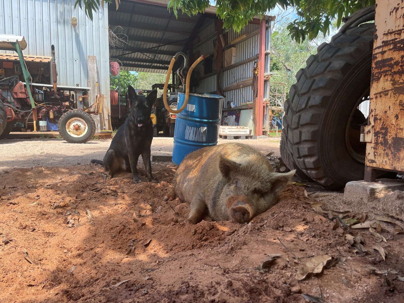 'Food-driven' Julia the pig turns 10 after making friends all over ...