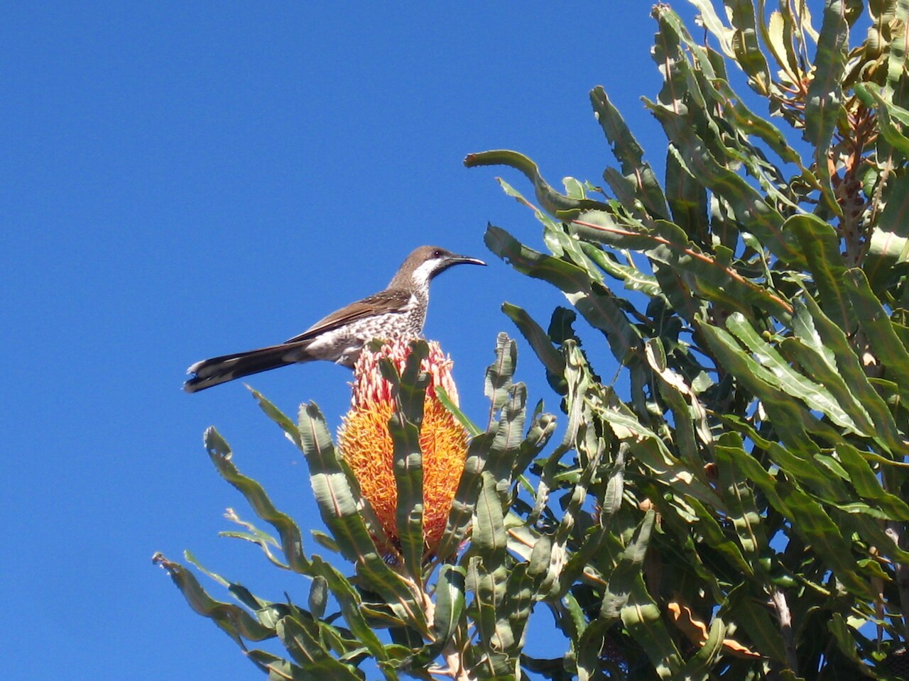 Banksia restoration north of Perth vital to safeguarding bird ...