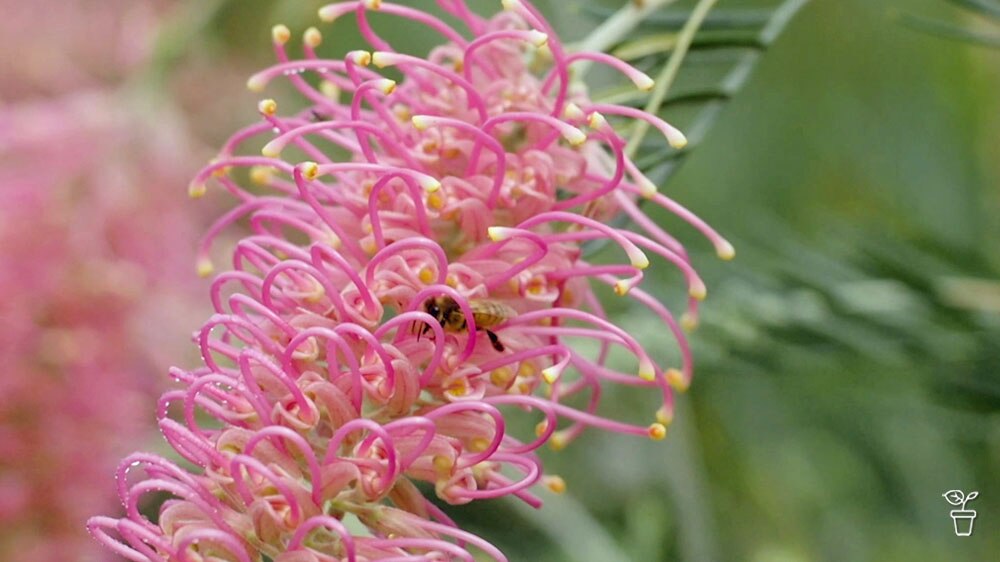 A Way With Clay - Gardening Australia