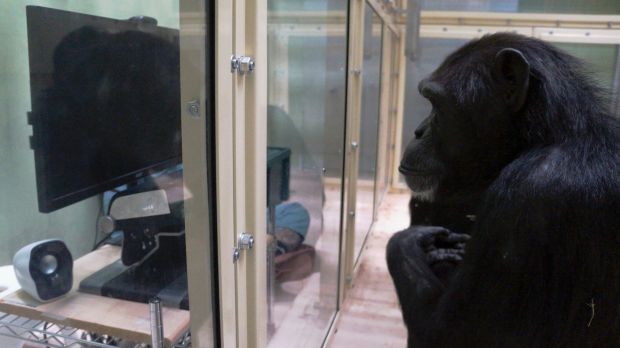 Apes share cognitive ability of humans' to recognise perspective of ...