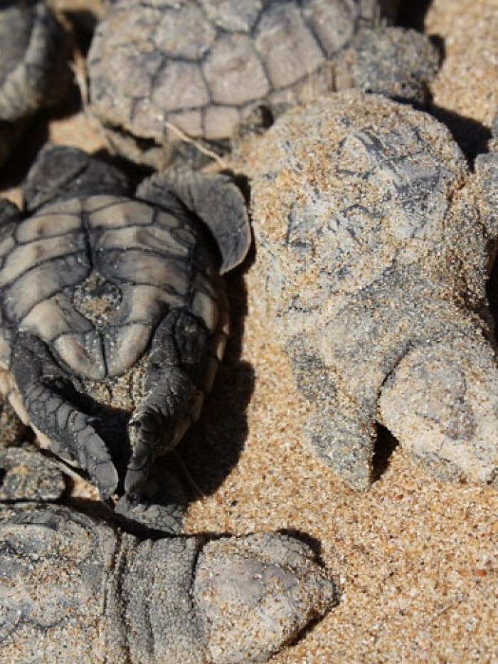 Queensland heatwave killing turtle hatchlings - ABC listen