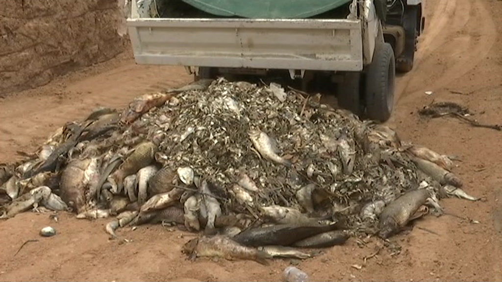 Fish kill clean up begins in Menindee - ABC News
