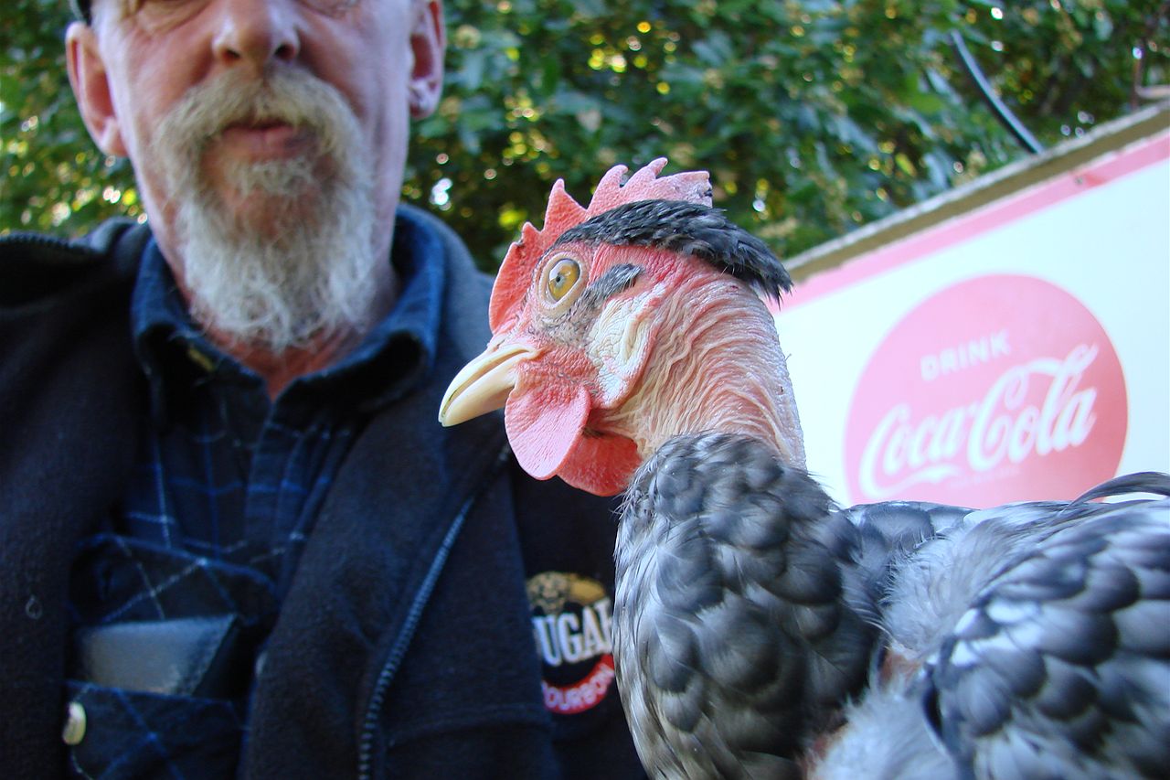 Transylvanian Naked Necks take over Hobart rare breed show - ABC News