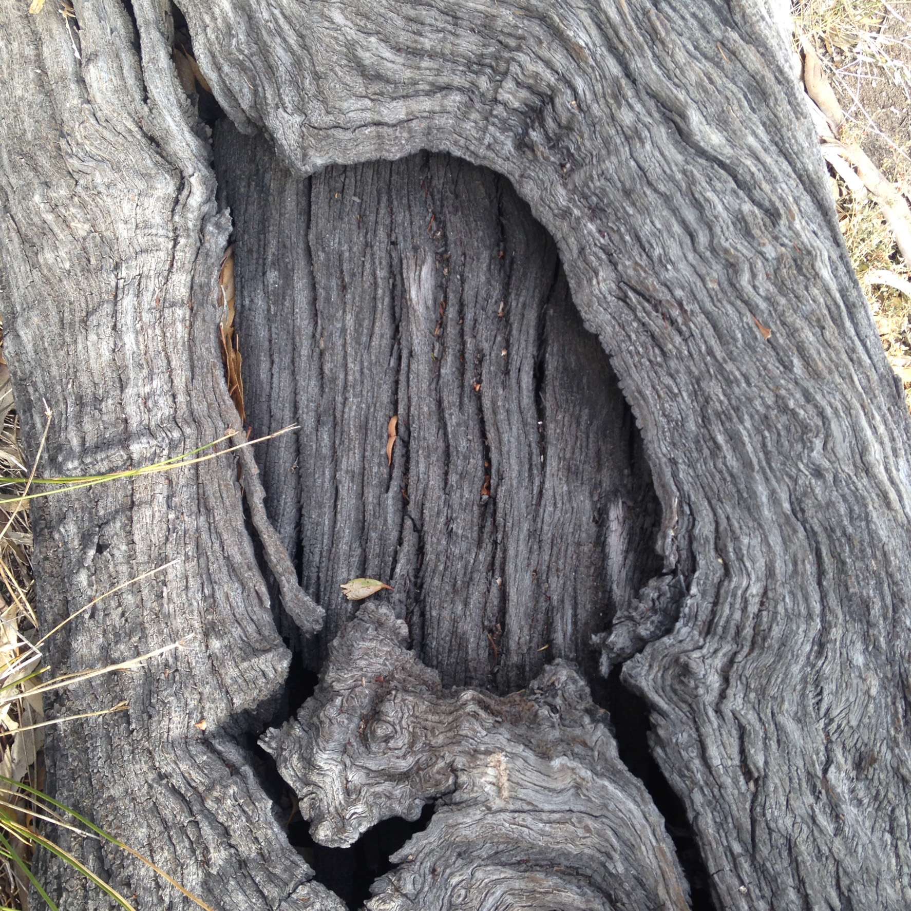 Indigenous tribe demands Dja Dja Wurrung bark exhibits on display at ...