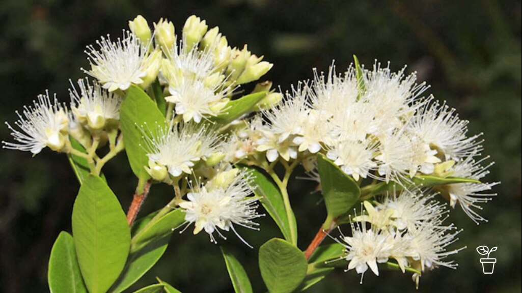 Rare Aussie Gems - Gardening Australia