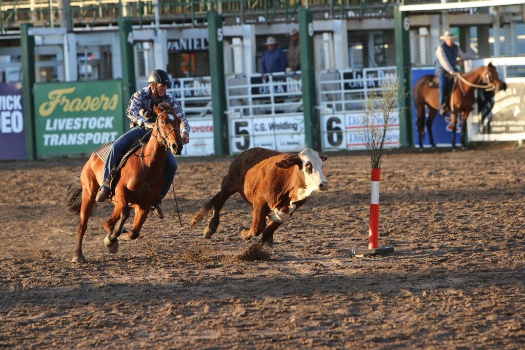 Record rider-numbers at 86th Warwick Campdraft in south east Queensland ...