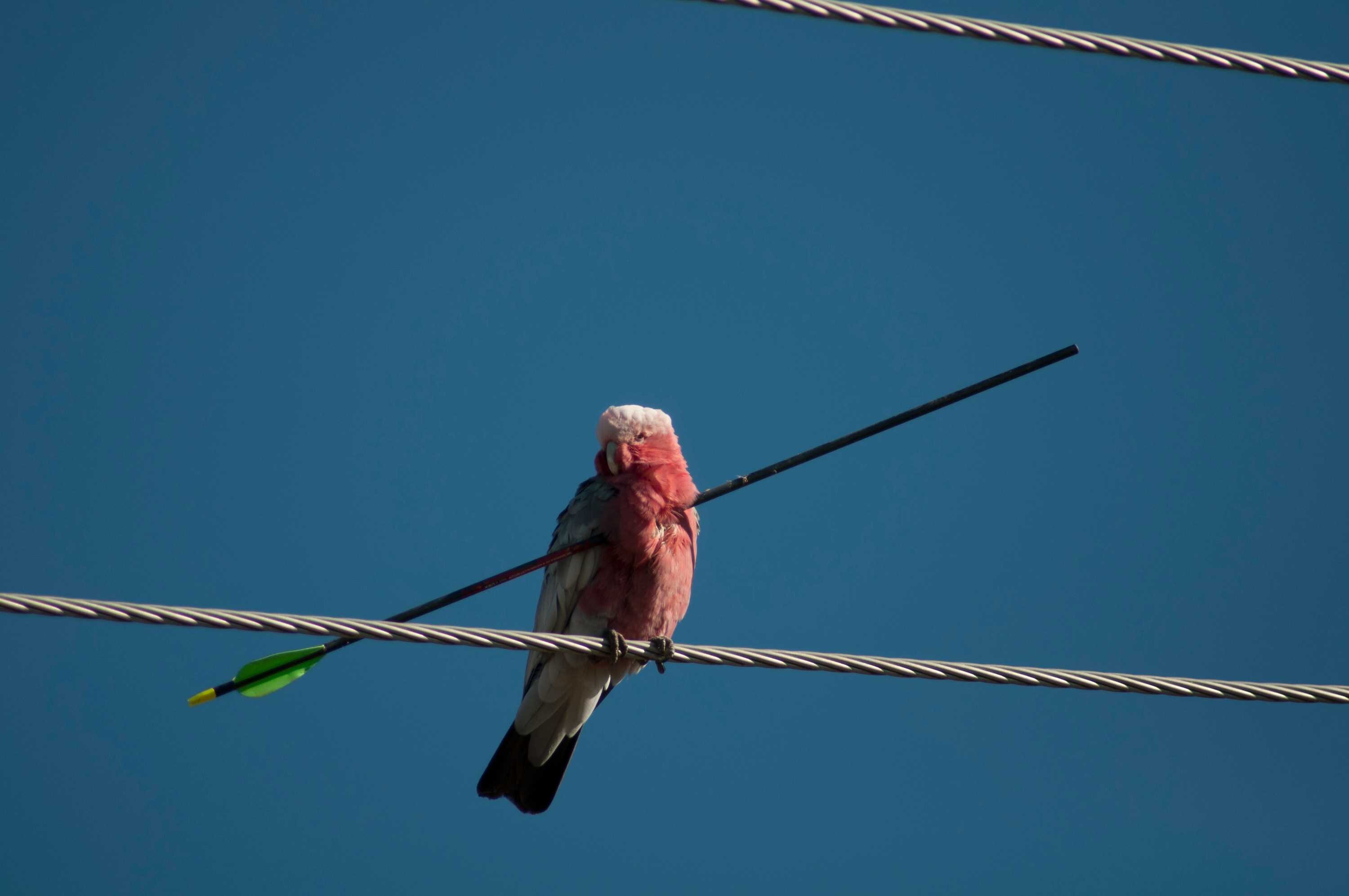 Joey returns to wild after being shot in head with bow and arrow - ABC News