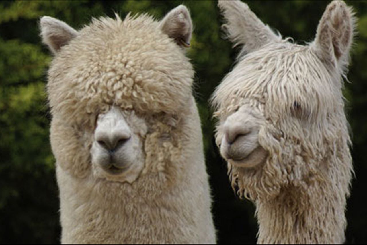 Alpaca wool goes under the hammer - ABC News