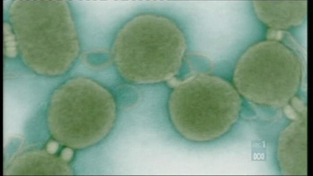 Scientists create living cells - ABC News