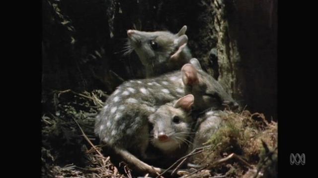 Our Animals: Nocturnal life of quolls - ABC Education