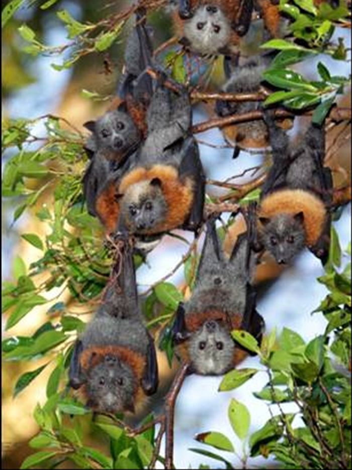 Pitch to shoot bats - ABC News