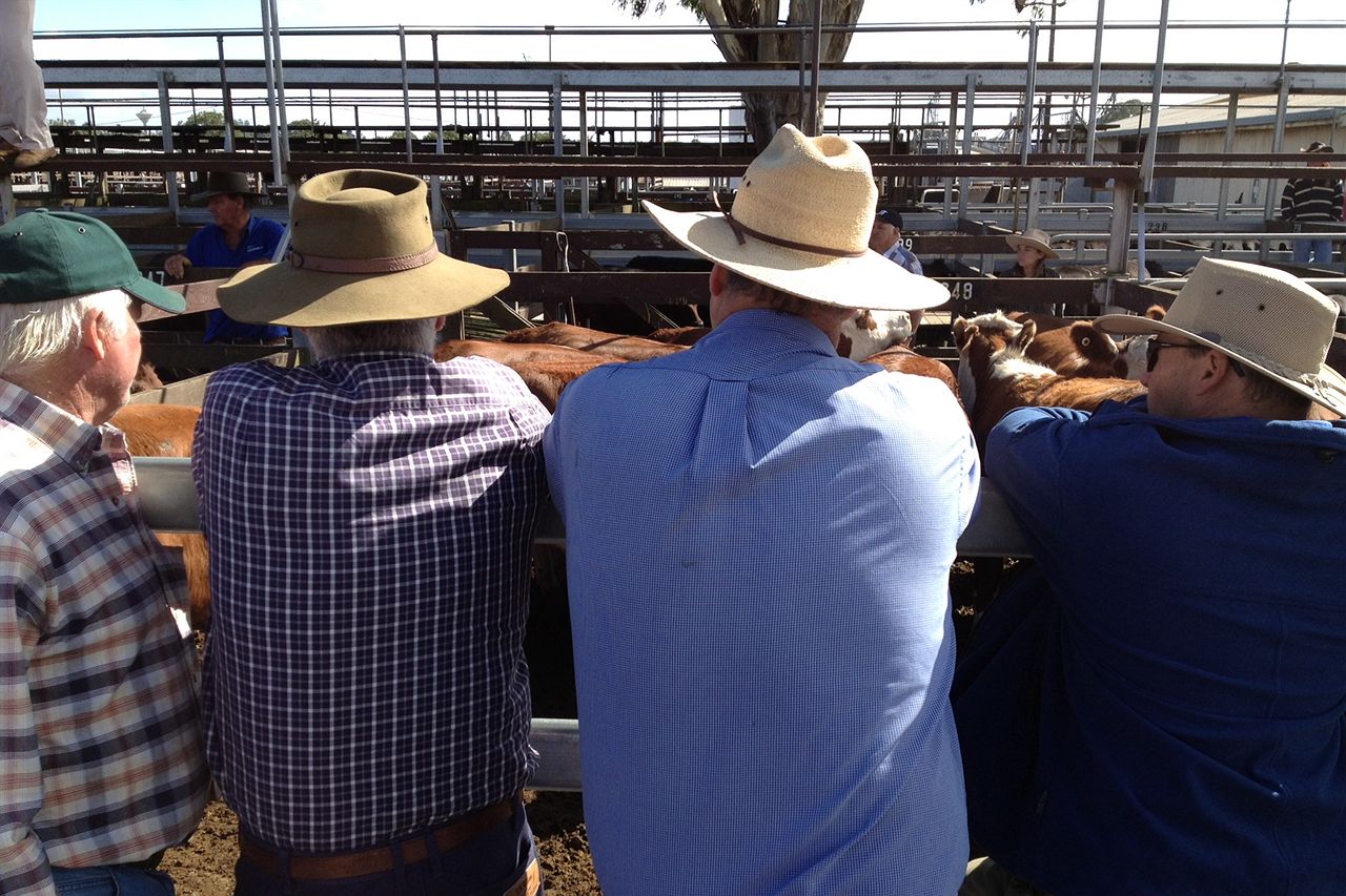 MLA confirms huge cattle sell-off as weather stays dry - ABC News