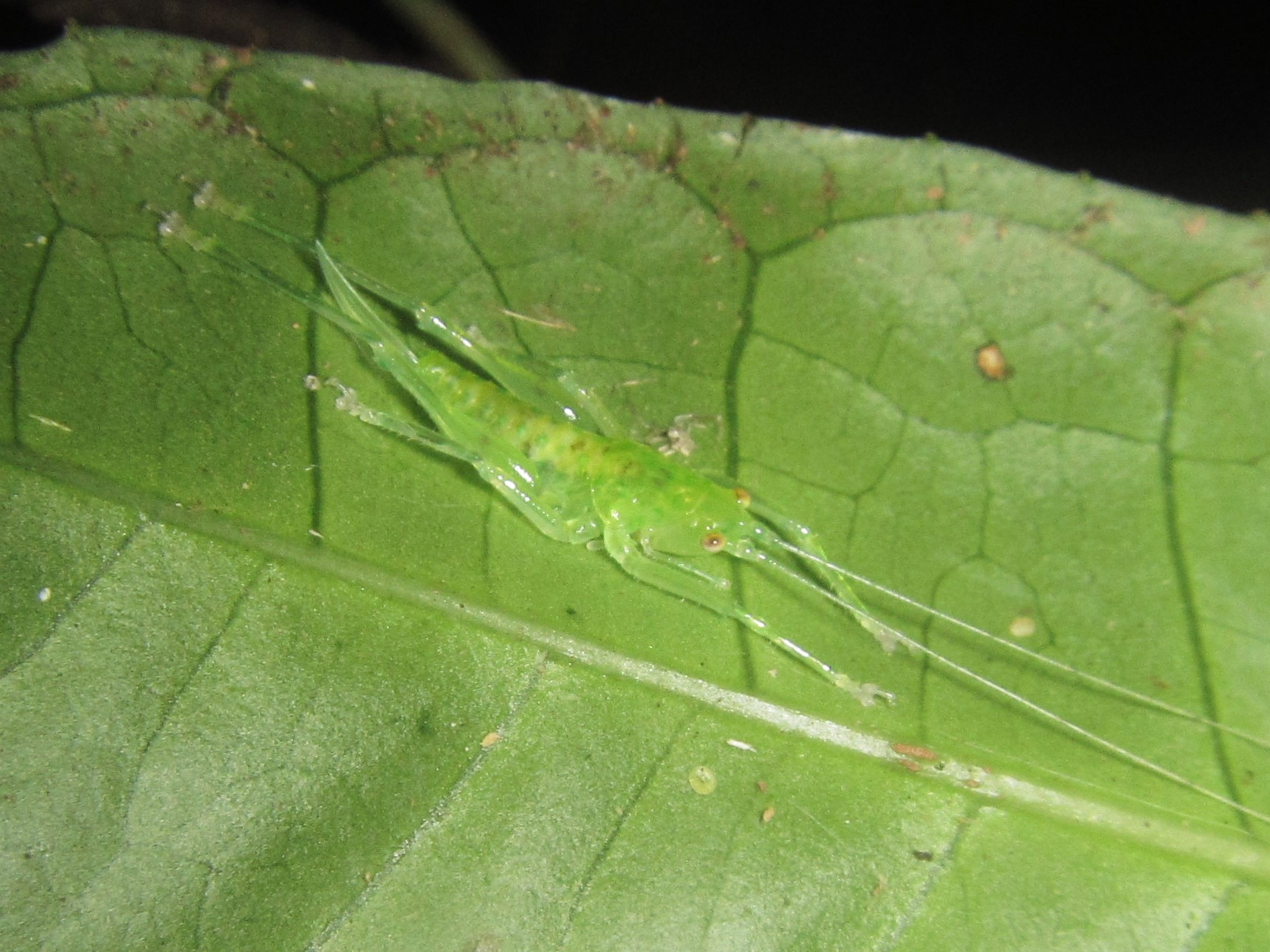 Ultra-rare 'punk ant' with Sid Vicious-like mohawk photographed in Far ...