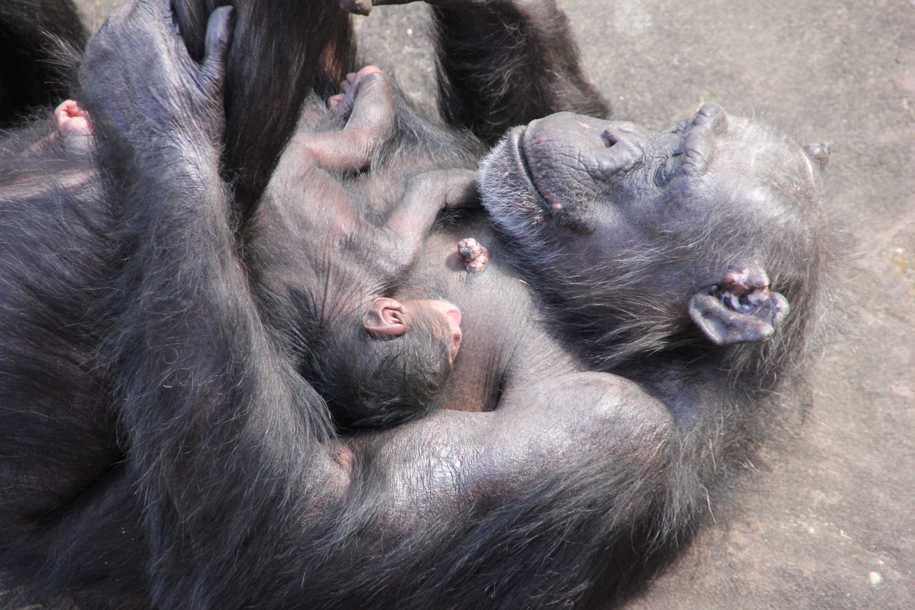 Taronga Zoo welcomes newborn chimpanzee - ABC News