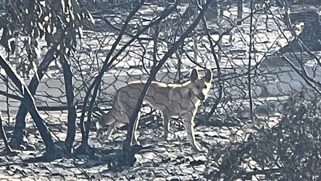 Little Desert Nature Lodge dingo enclosure - ABC News