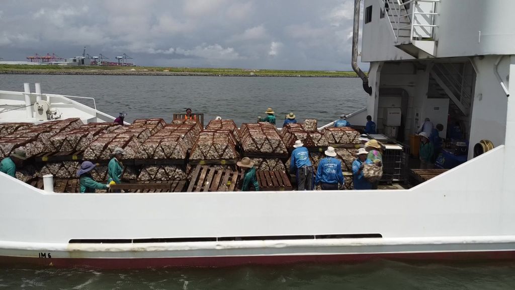 The Moreton Bay project is part of a larger effort to revitalise oyster ...