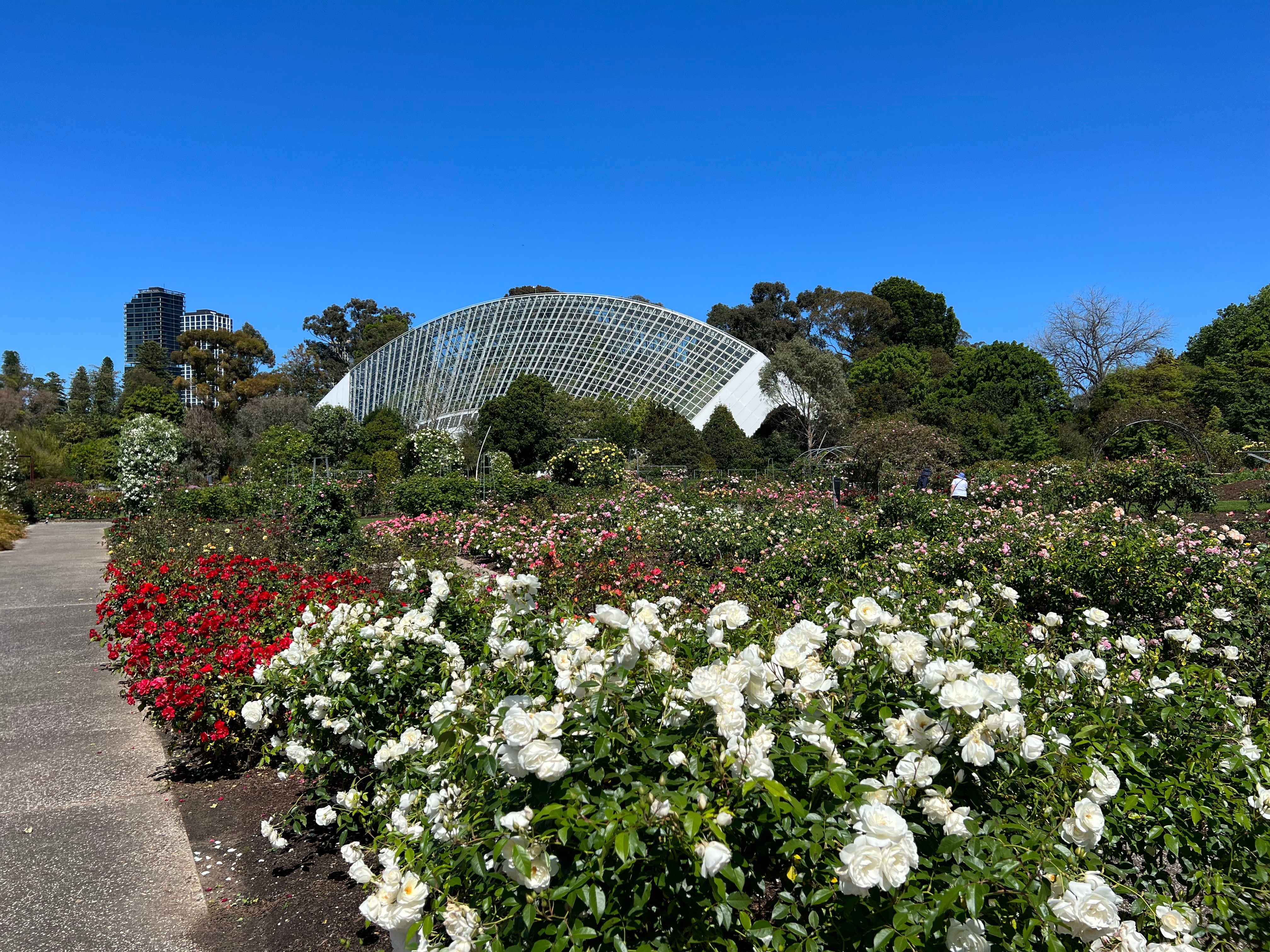 Adelaide Botanic Garden’s roses among the best - ABC listen
