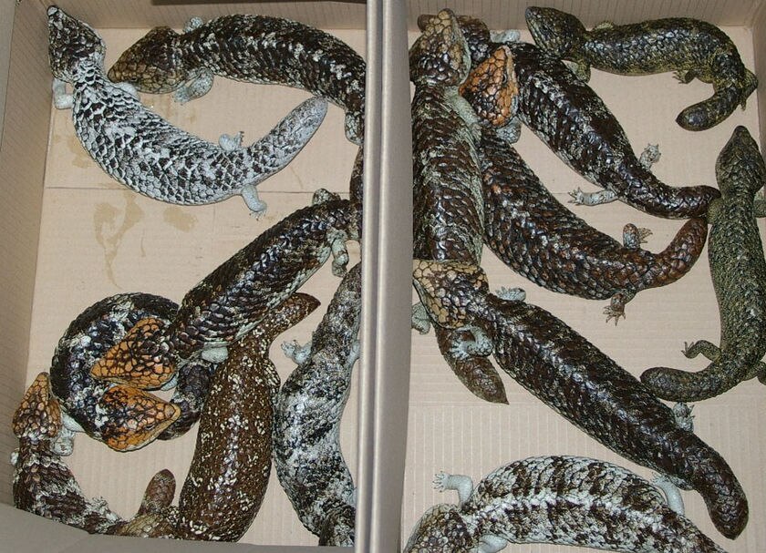 Lizard smuggler arrested - ABC News