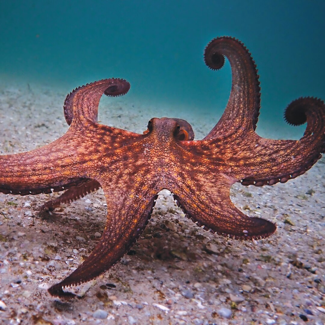 Freezing water and a shark encounter helped Ross Frylinck to forge a ...