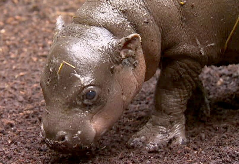 Endangered male pygmy hippo calf makes debut at Melbourne Zoo - ABC News