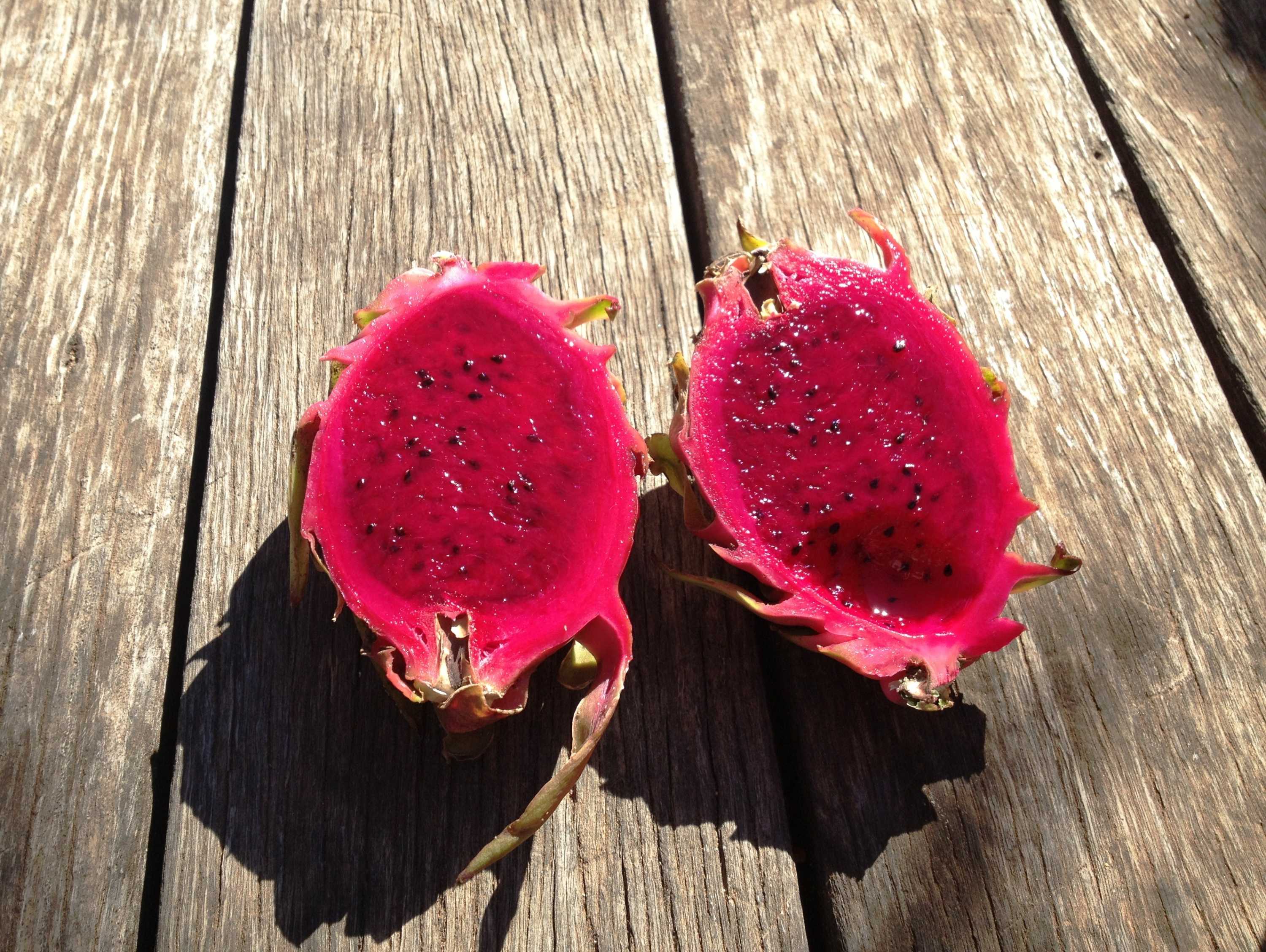 Red dragon fruit ideal cash crop for WA's Gascoyne growers say ...
