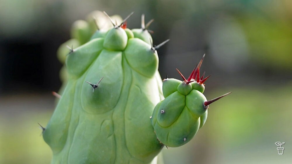 Plant Profile: Weird and Wonderful Cacti - Gardening Australia