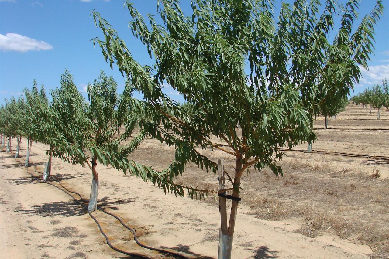 Superannuation fund takes major stake in Australian almond sector - ABC ...