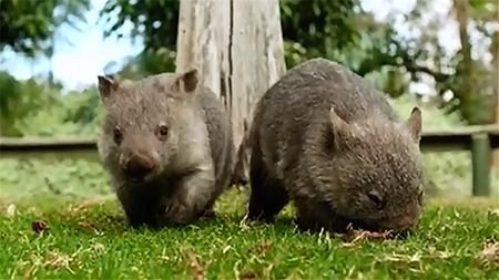 Big Ted's Big Adventure Video Clips | Big Ted's Big Adventure - ABC Kids