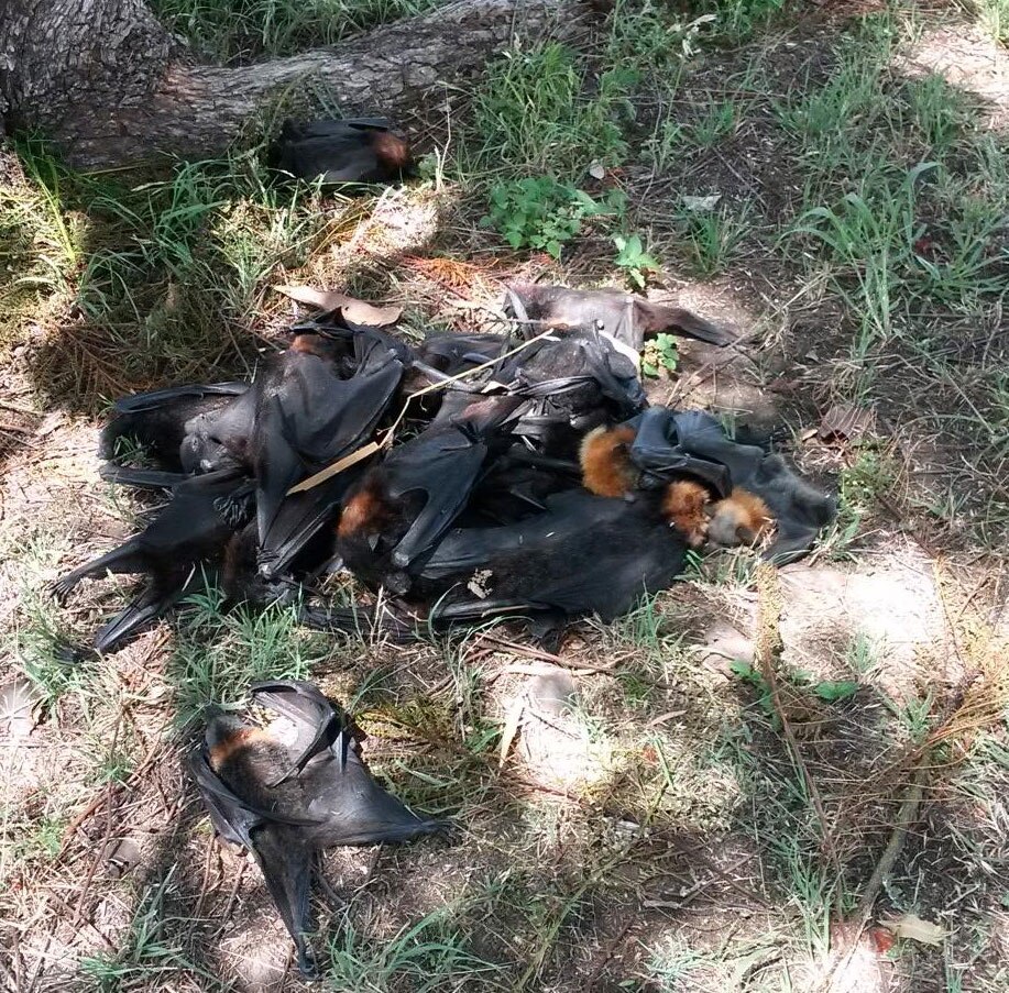 About 100,000 bats dead after heatwave in southern Queensland - ABC News