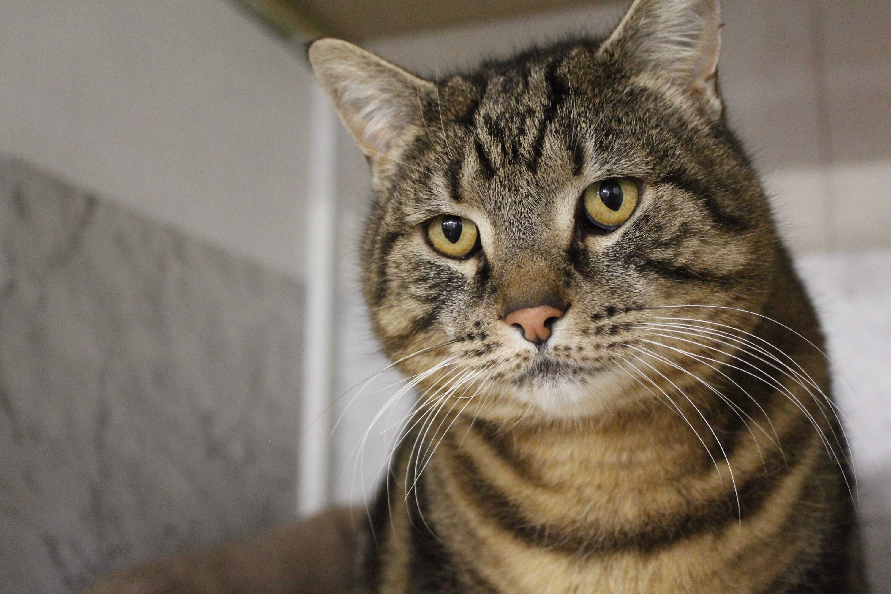 Can cats catch Coronavirus? Everything you need to know about domestic ...