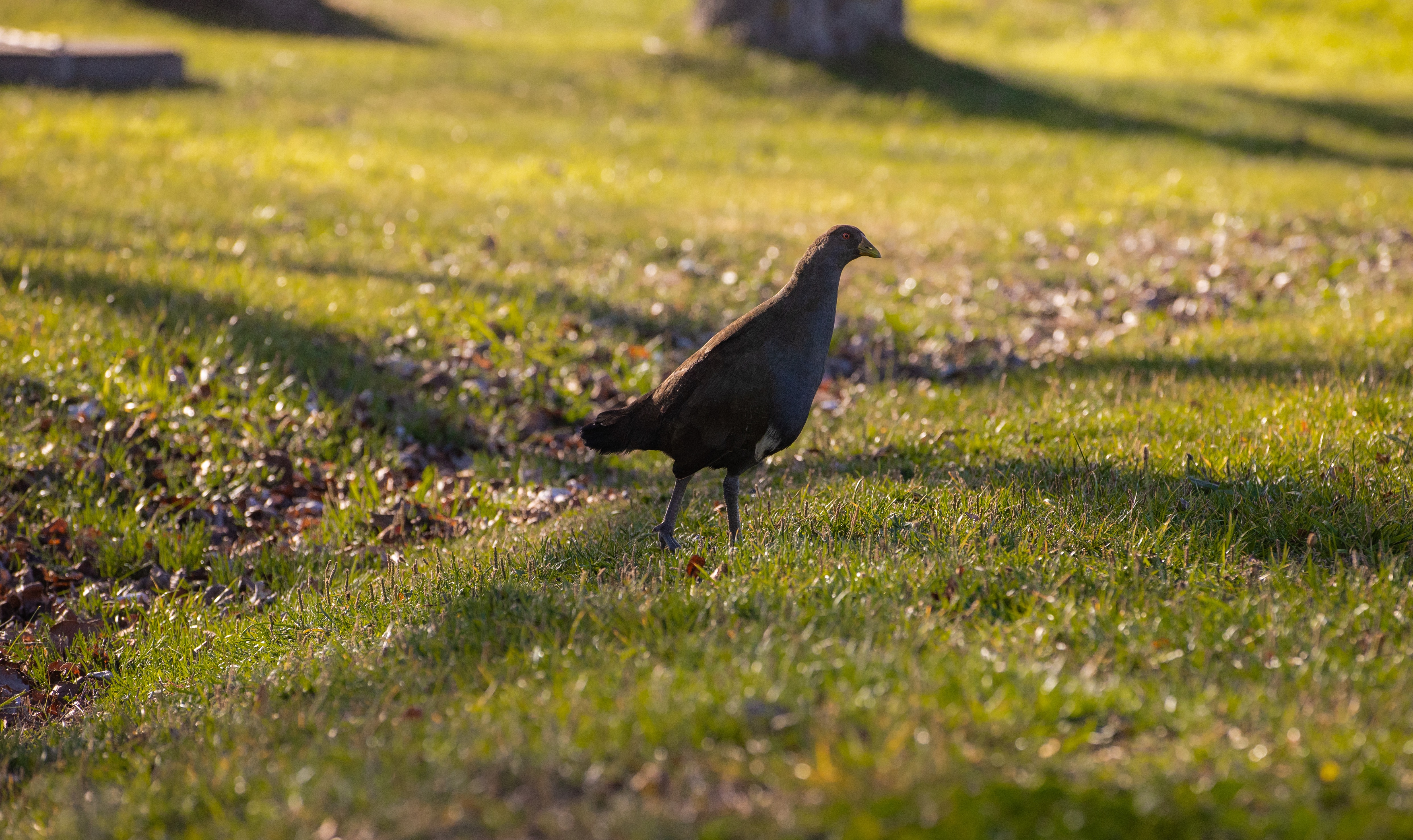 Native hens or 'turbo chooks' largely immune from climate change ...