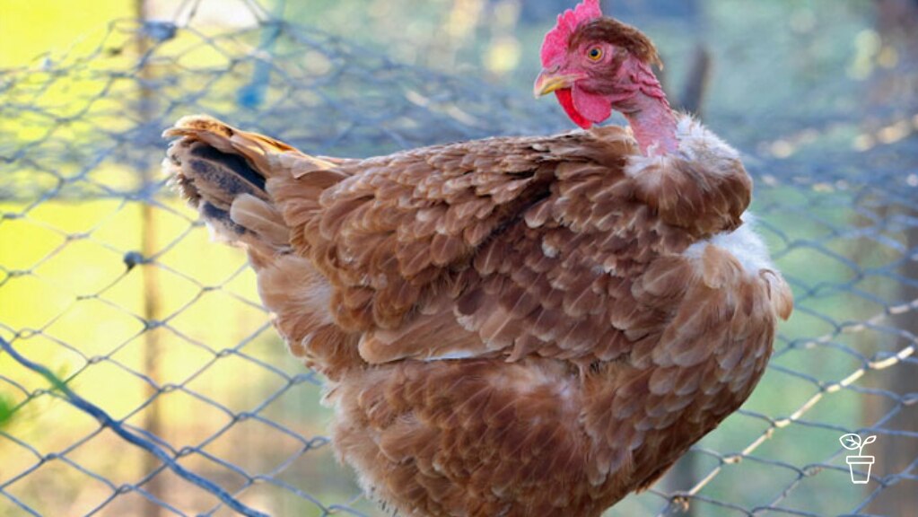 Chook Lookbook - Gardening Australia