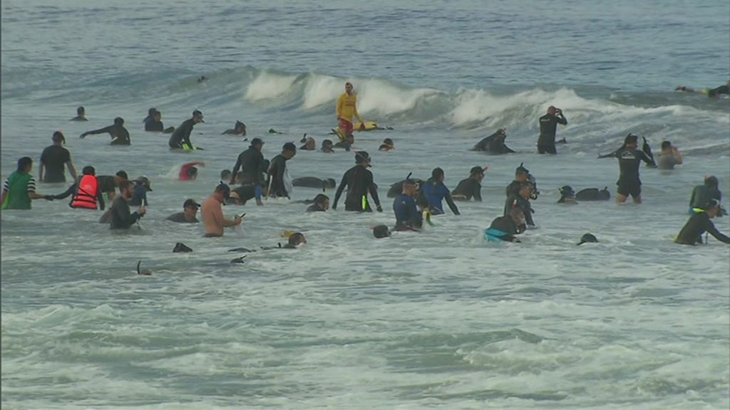 Abalone season opens with multiple rescues and two deaths - ABC News
