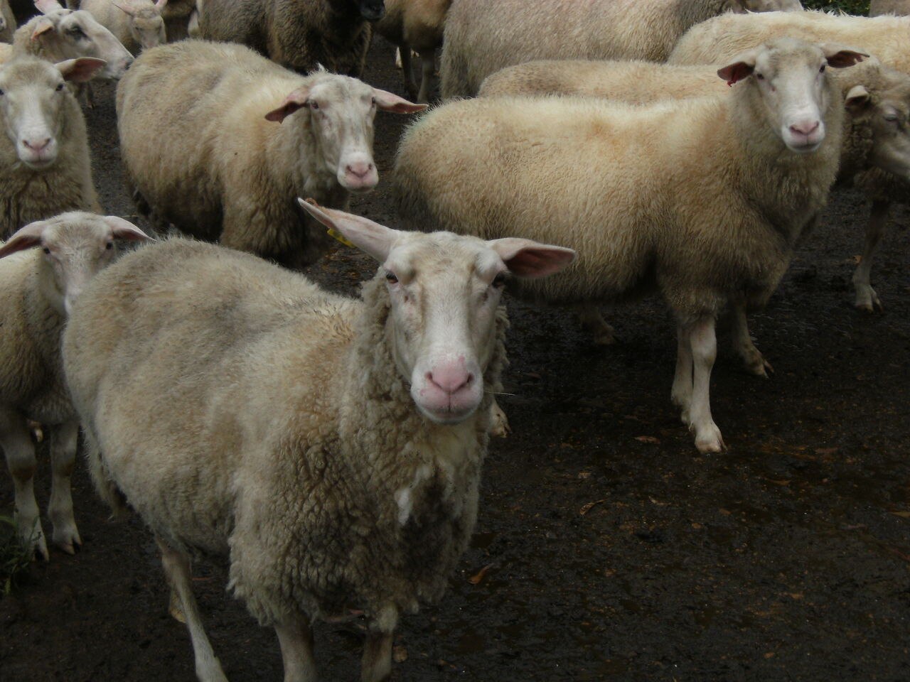 Mustering and milking sheep on Cold Esky Challenge to make cheese - ABC ...