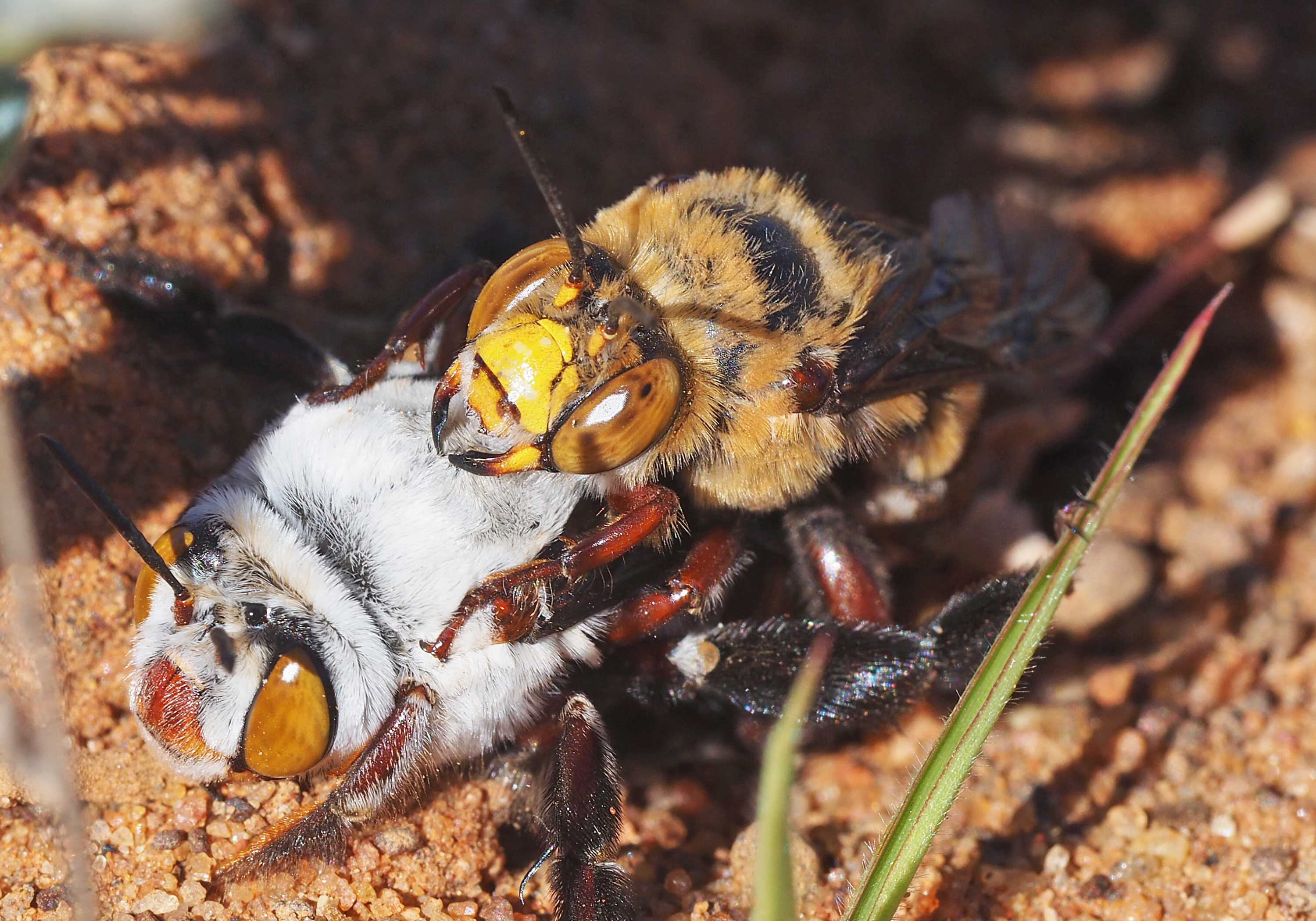 Native bees of south-west Western Australia - ABC listen