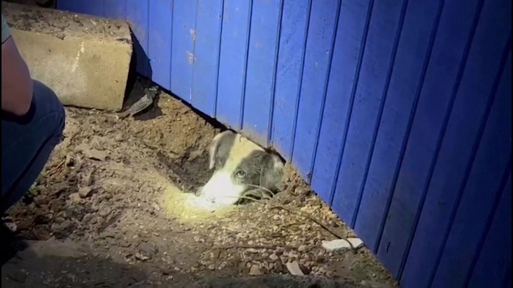 American TV crew rescues trapped dog after Texas tornado - ABC News
