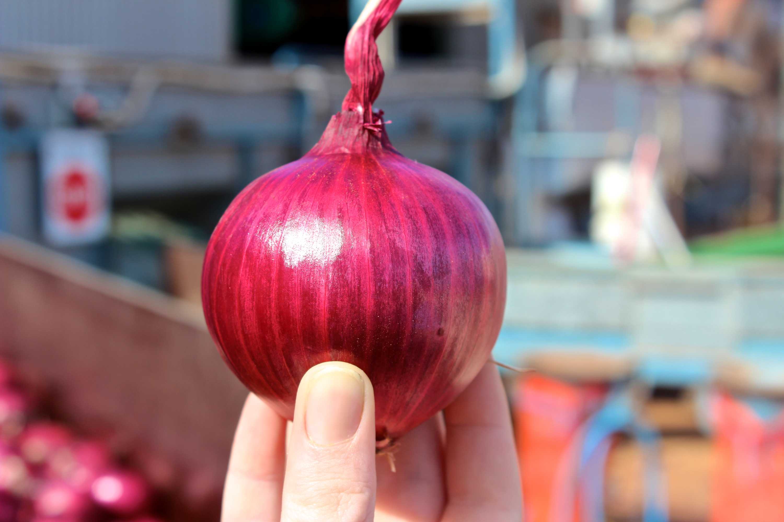 Alison Alexander: Roasted Onion and Parmesan Tart Recipe - ABC listen