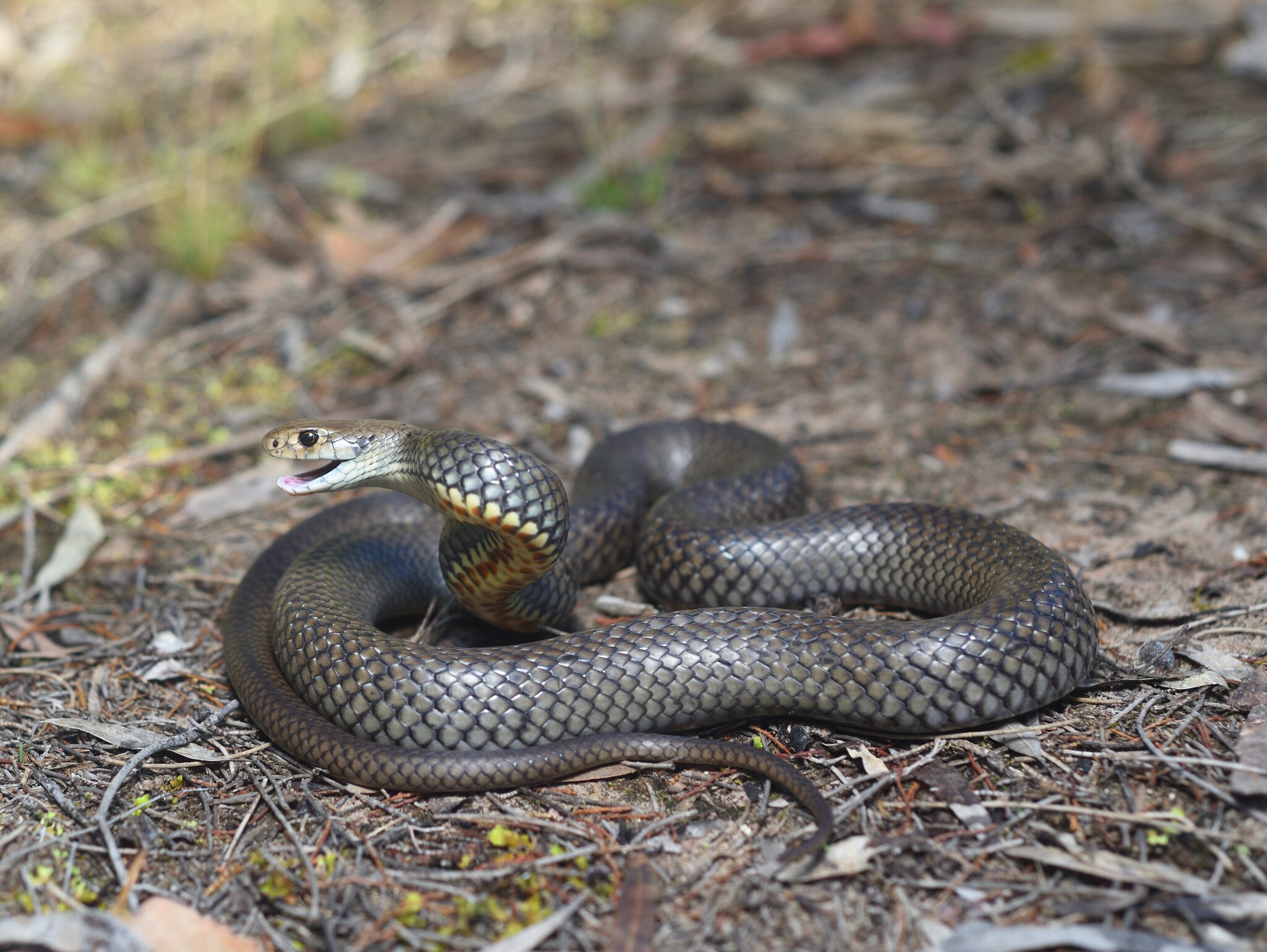 Snake Meat New Research Shows Python Could Be A Good Source Of