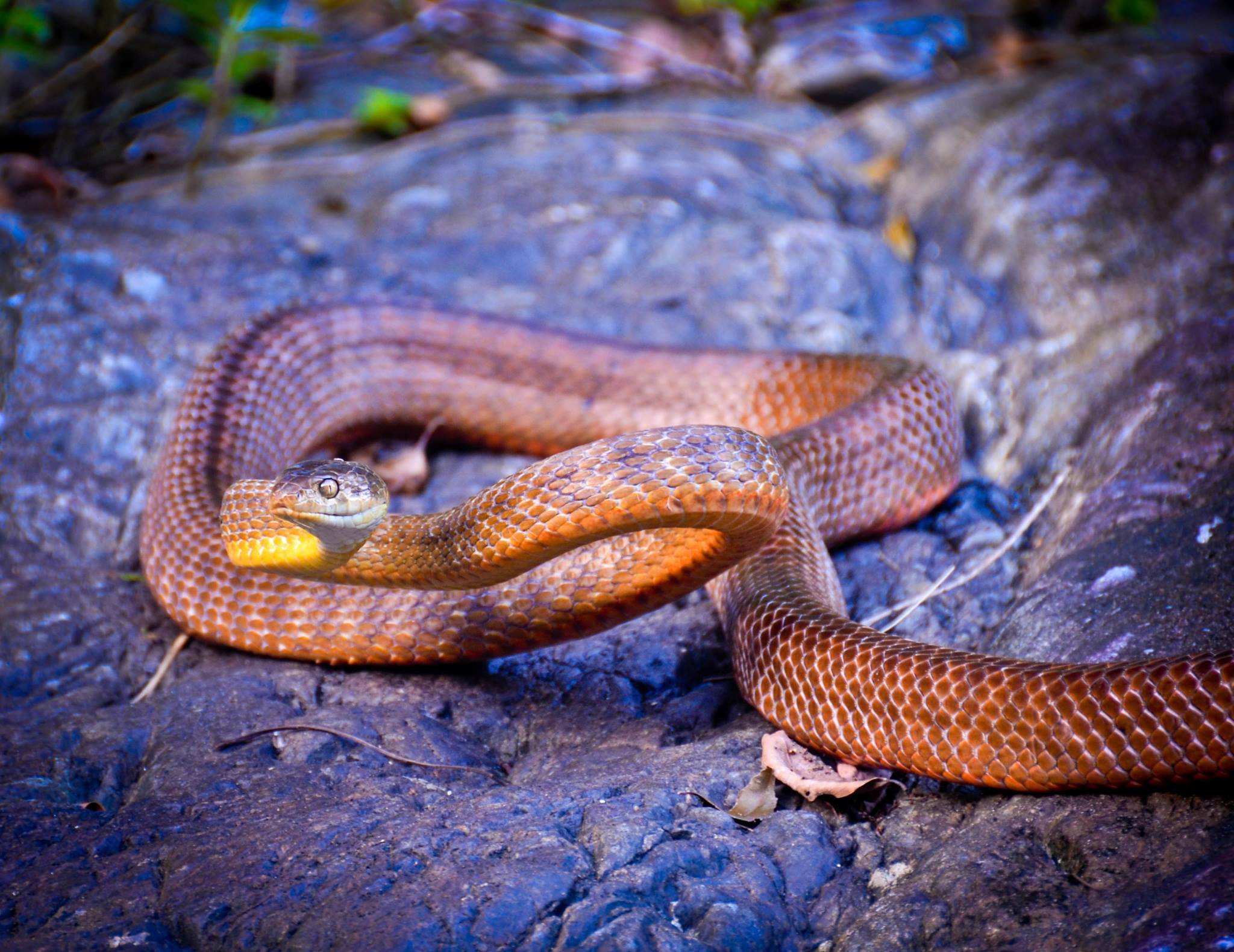 Snakes on the move in Cairns as Cyclone Debbie creates unusually warm ...