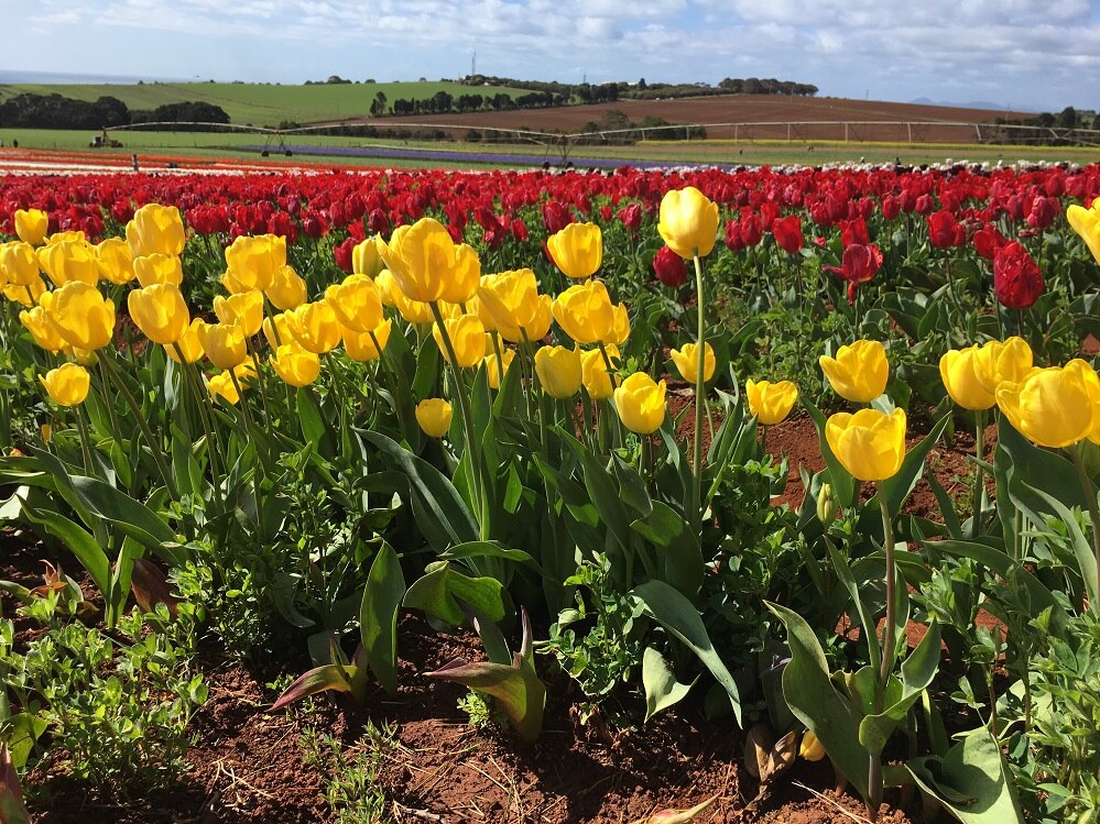 New CEO for the TFGA and the pretty north west farm - ABC listen
