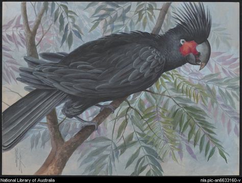Art History: Marion Ellis Rowan - ABC listen