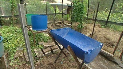 Building a Raised Vegie Garden - Gardening Australia