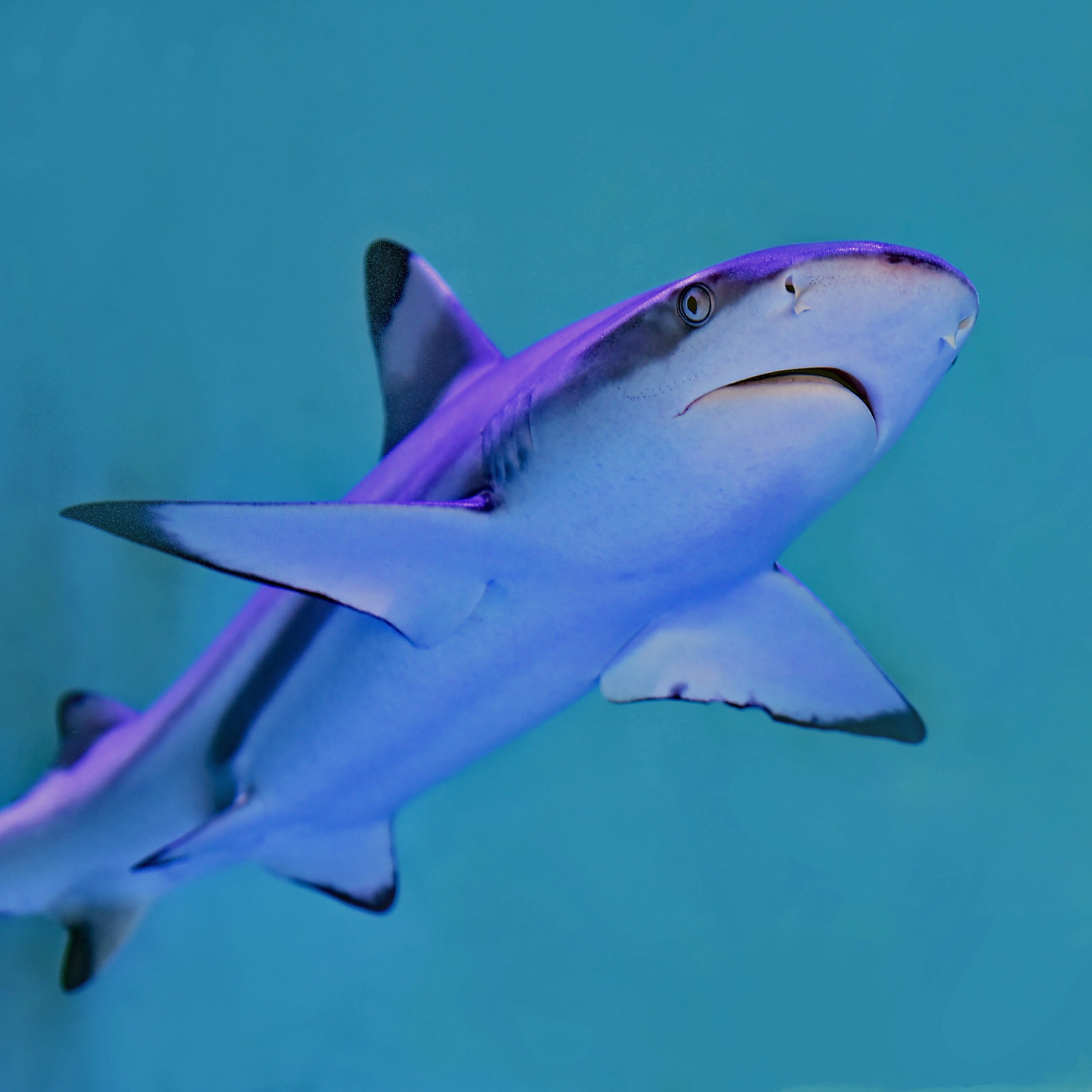 Dehydration, drowning and sharks: Surviving a night lost at sea - ABC ...